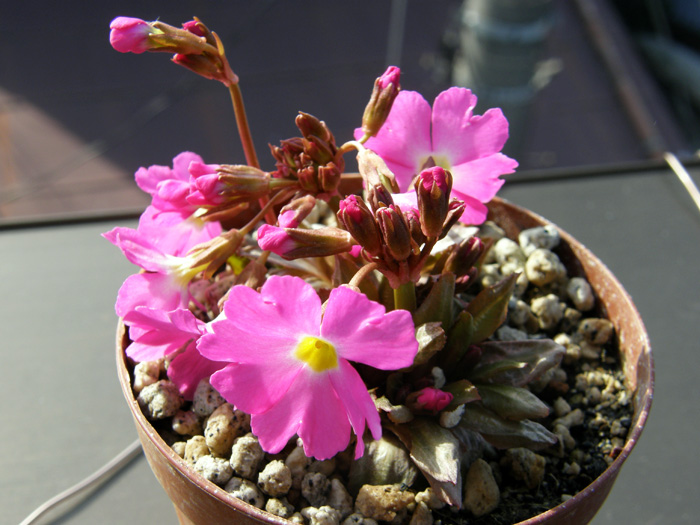 プリムラ‘アクエリアス’ | 植物写真鑑