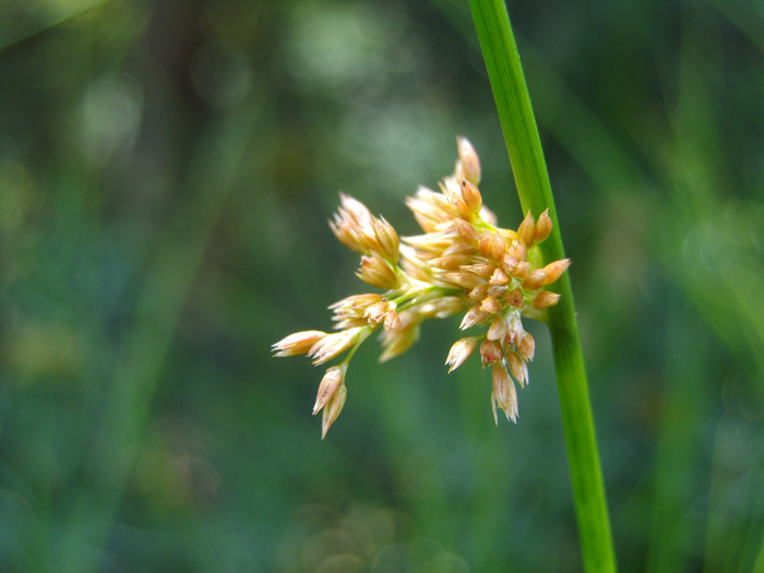 イグサ | 植物写真鑑